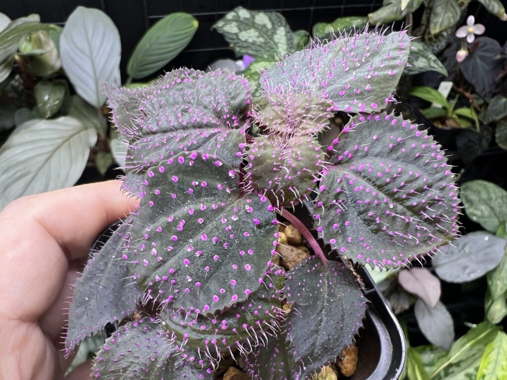 Sarcopyramis sp. Sanggau Purple grass - KZT PLANTS STORE