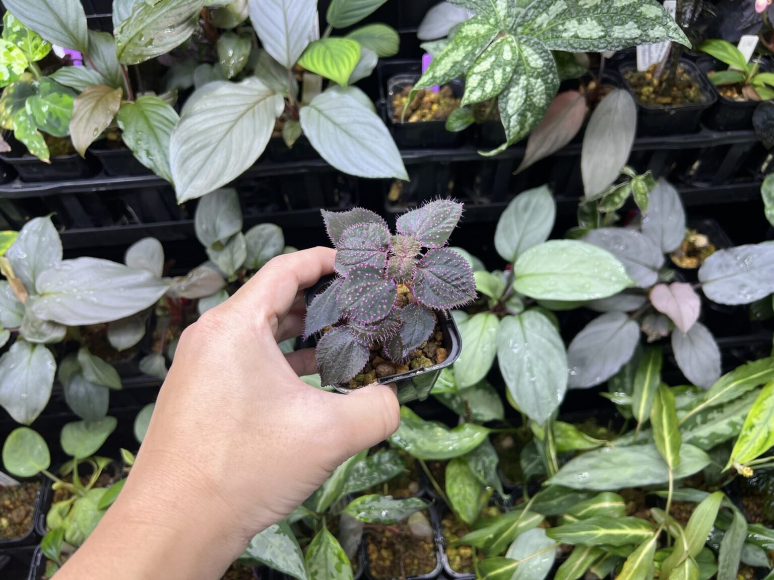 Sarcopyramis sp. Sanggau Purple grass - KZT PLANTS STORE