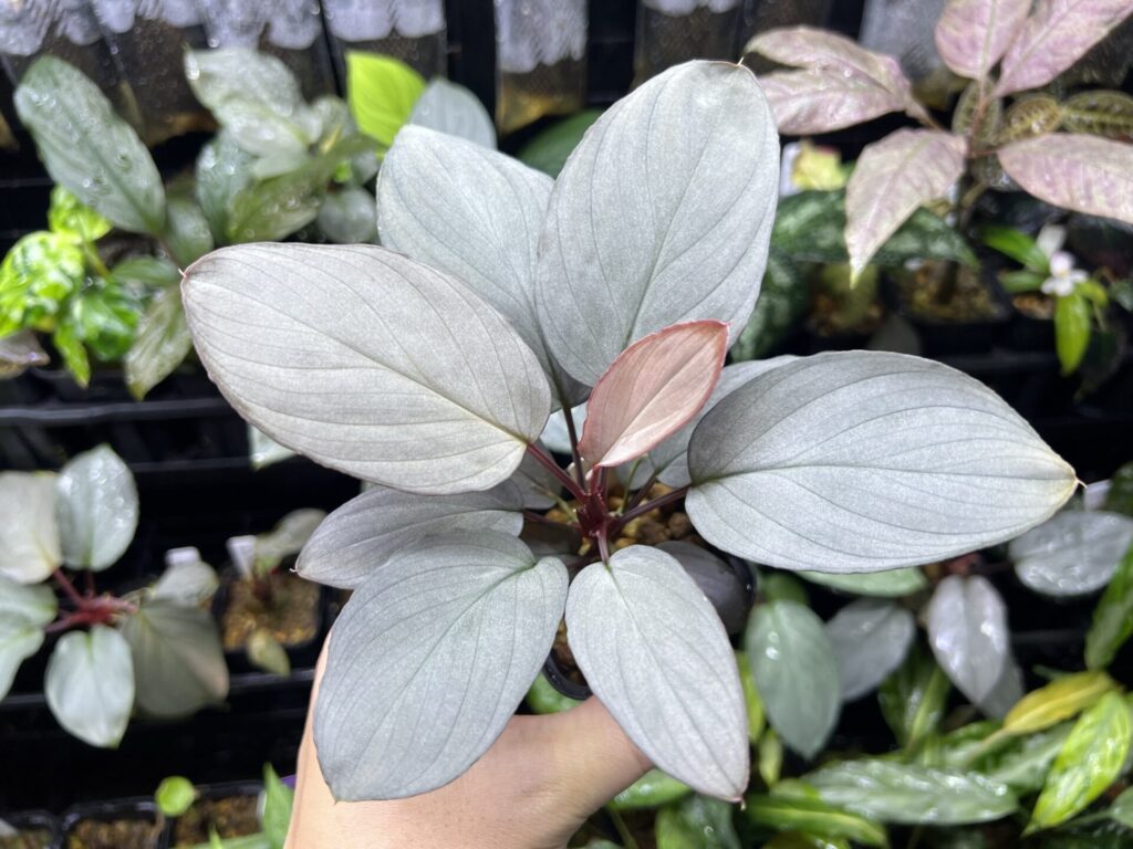 HOMALOMENA HYBRID F1 Rec109 White Silver Velvet - KZT PLANTS STORE