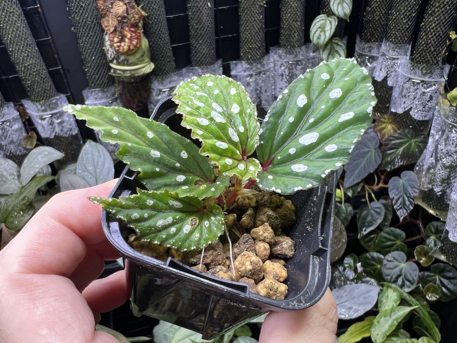 Begonia sp. ‘Mempawah hulu’ Landak Kalimantan barat - KZT PLANTS STORE