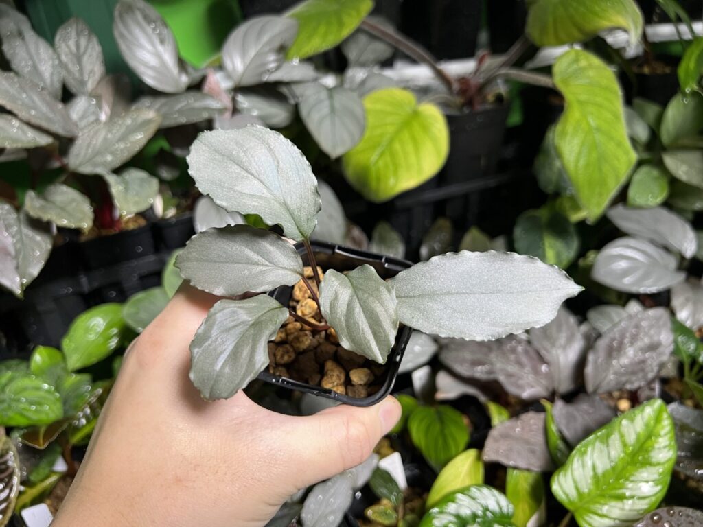 Homalomena sp. Platinum Velvet Kepulauan Riau Wavey - KZT PLANTS STORE