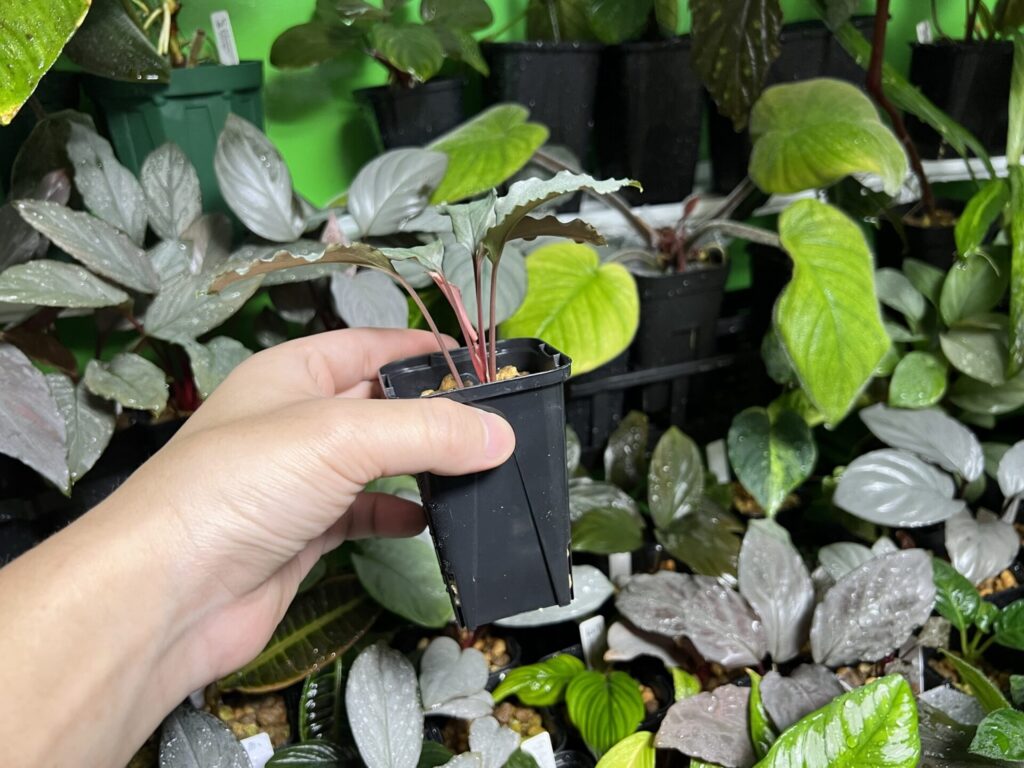 Homalomena sp. Platinum Velvet Kepulauan Riau Wavey - KZT PLANTS STORE