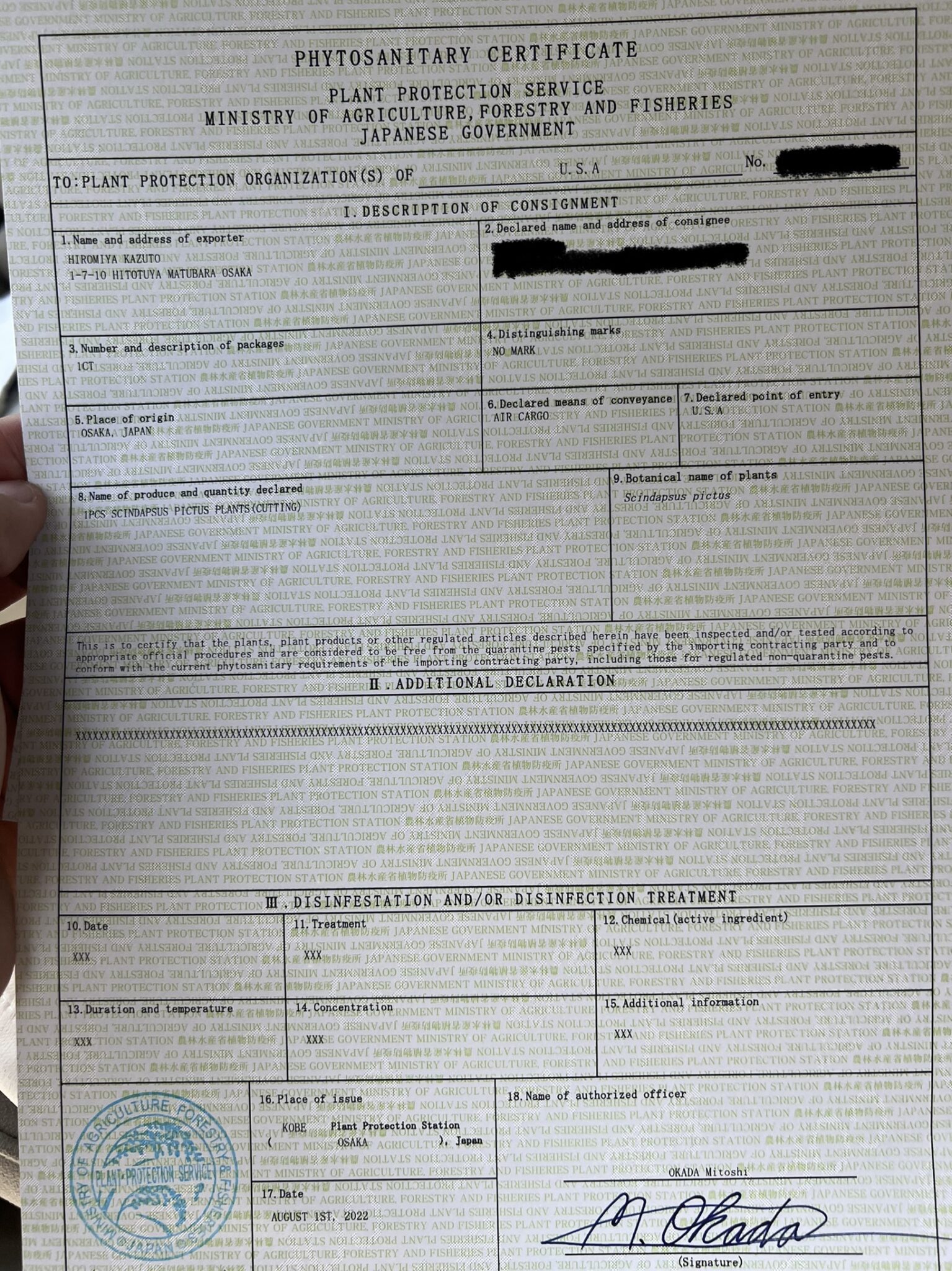 No Roots Piper sp. Carranglan Nueva Ecija - KZT PLANTS STORE