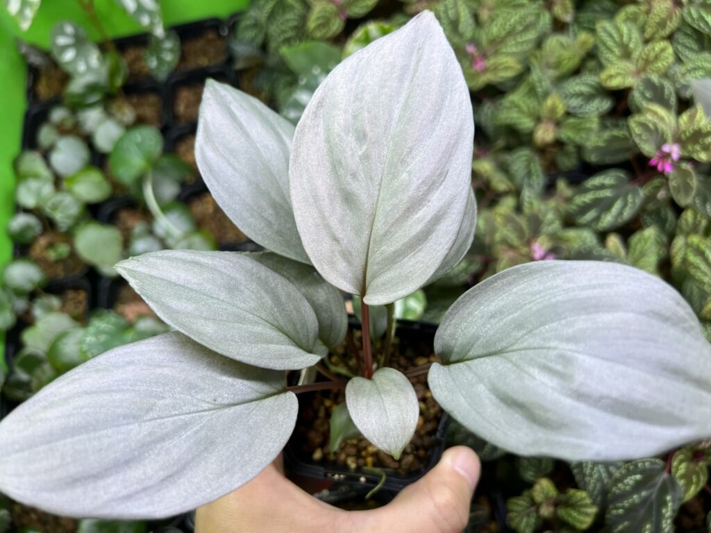 Homalomena cf. humilis Kepulauan Riau F1 Rec84 - KZT PLANTS STORE