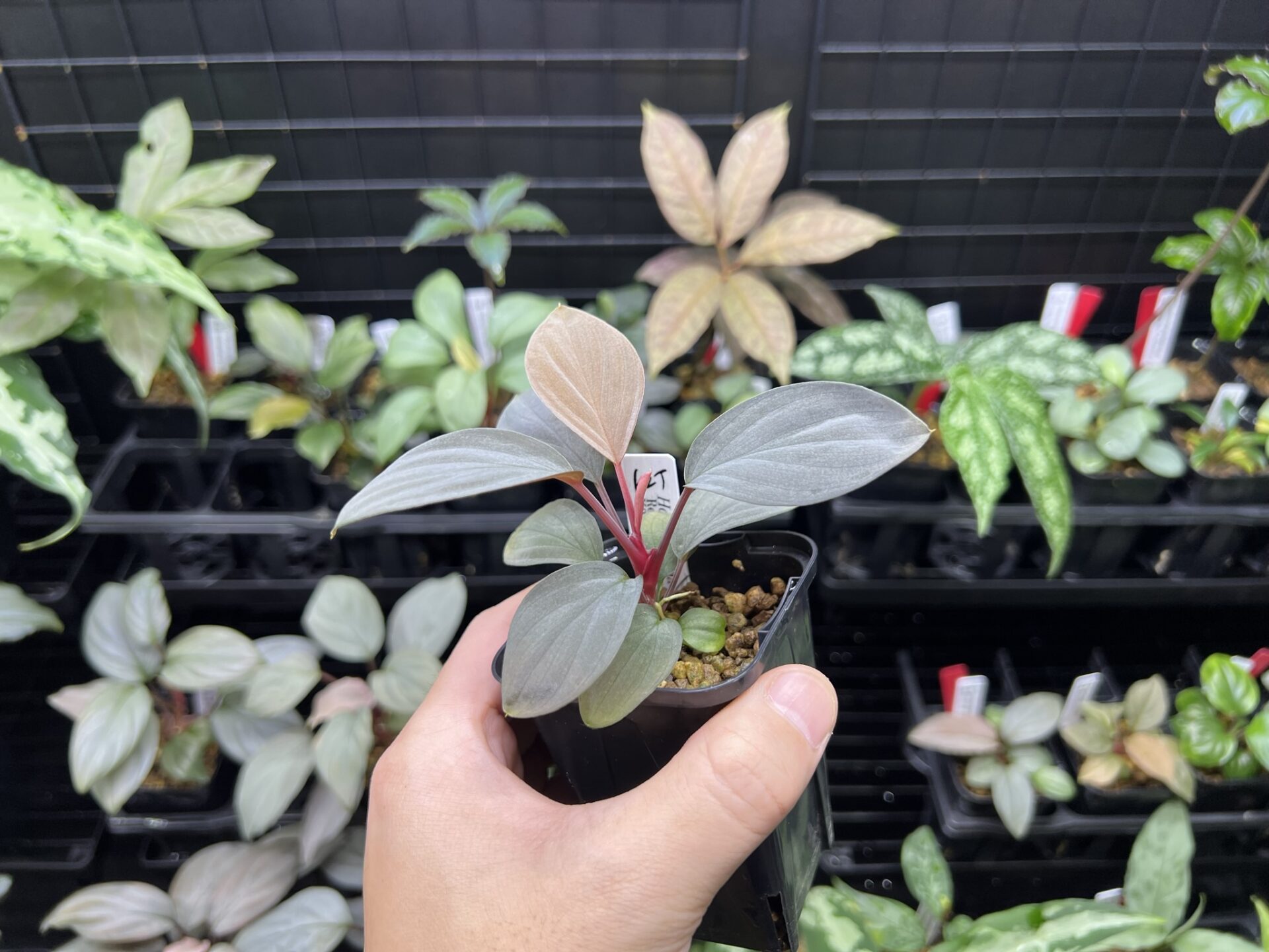 HOMALOMENA HYBRID F1 Rec109 Silver Velvet – KZT PLANTS STORE
