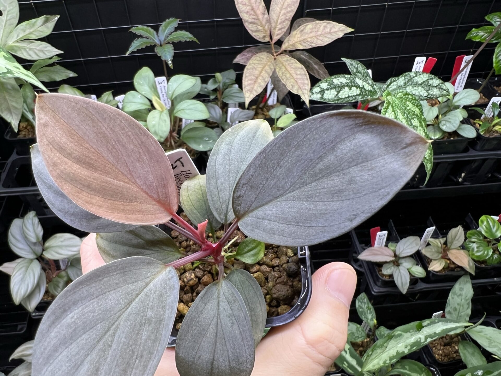 HOMALOMENA HYBRID F1 Rec109 Silver Velvet – KZT PLANTS STORE