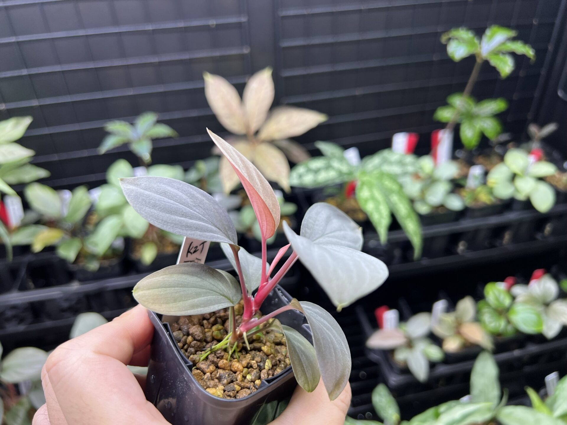 HOMALOMENA HYBRID F1 Rec109 Silver Velvet – KZT PLANTS STORE