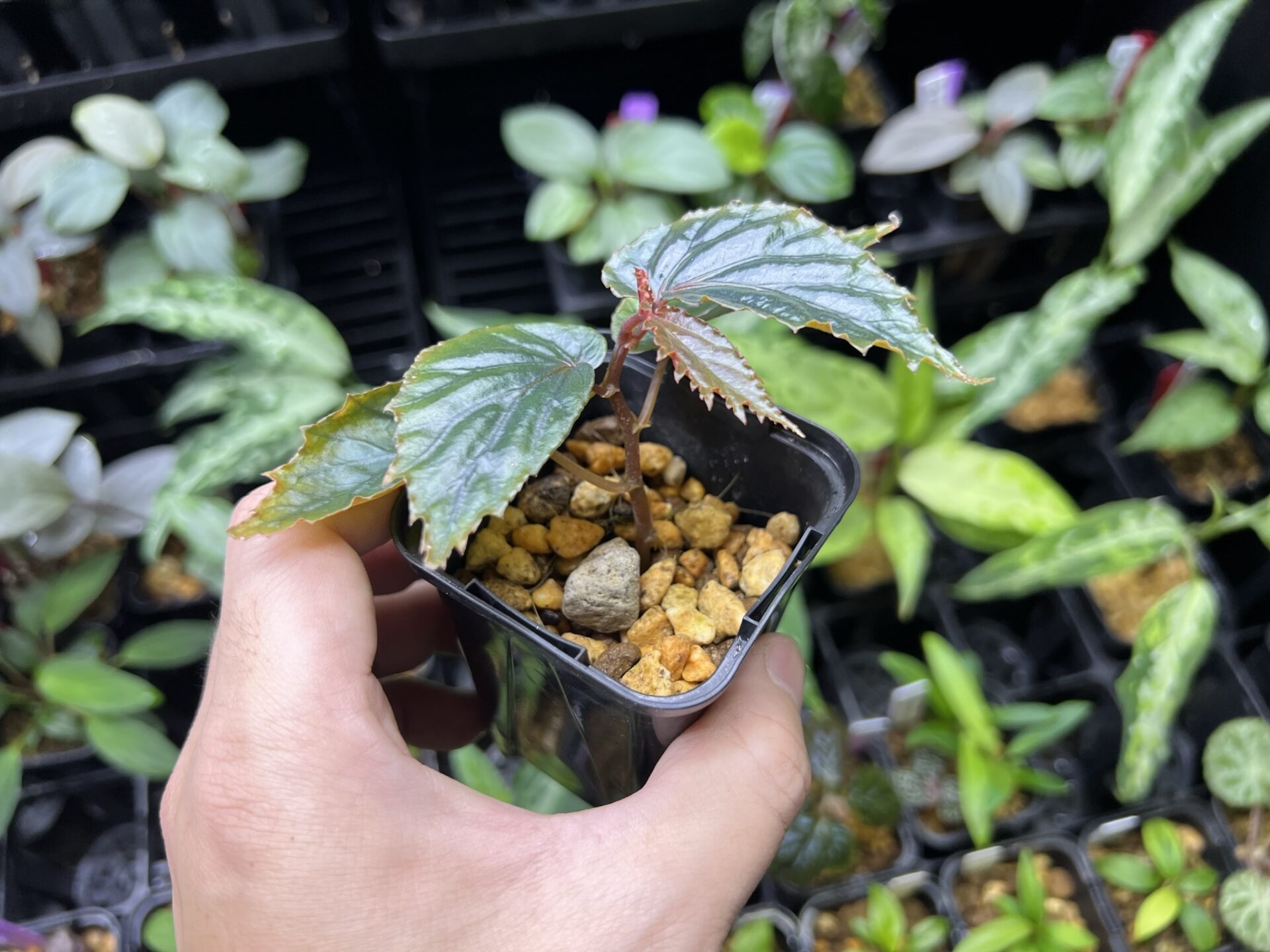 Begonia kapuashuluensis Temuyuk Kalimantan Barat – KZT PLANTS STORE