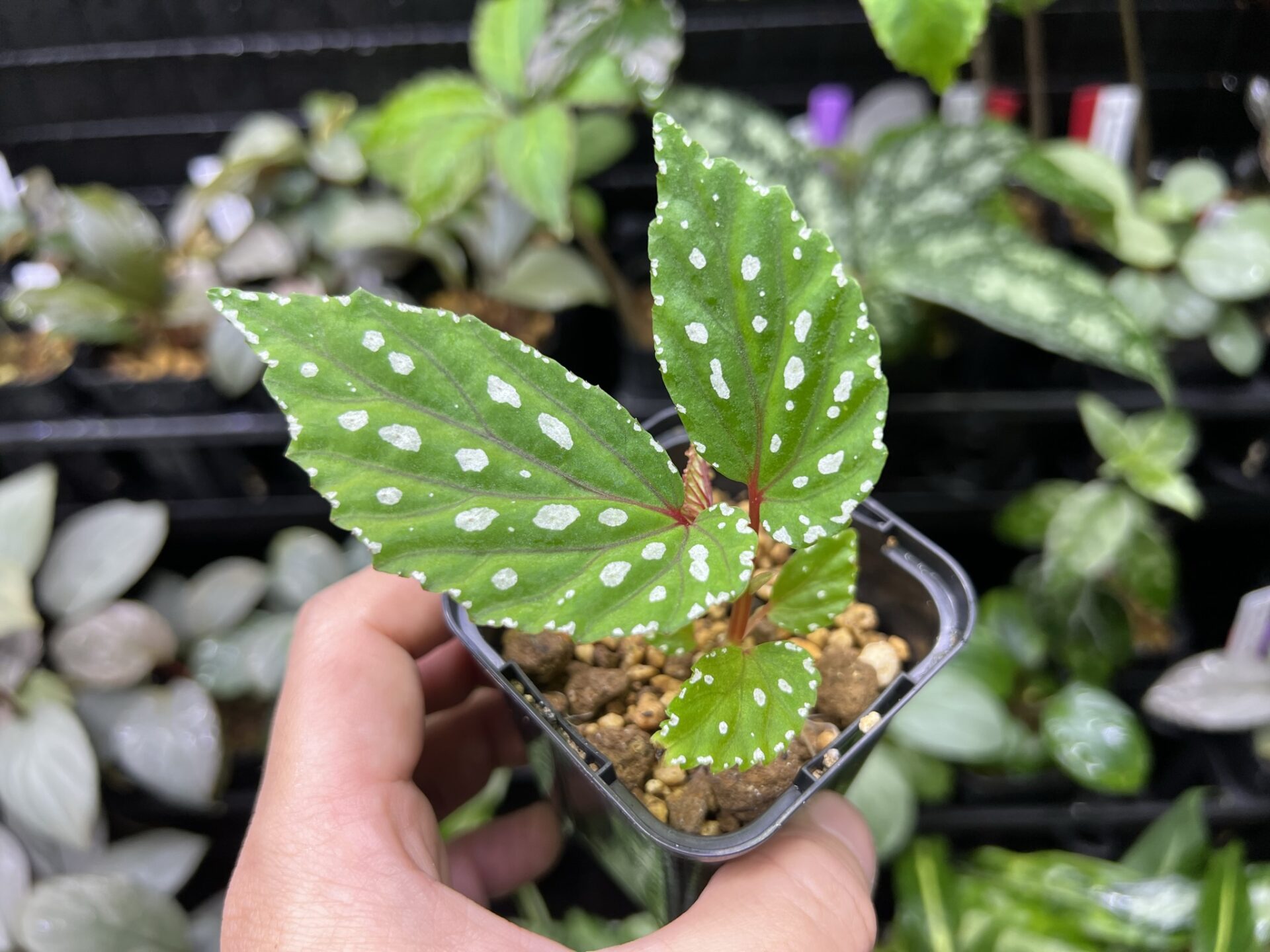 Begonia sp. ‘Mempawah hulu’ Landak Kalimantan barat - KZT PLANTS STORE