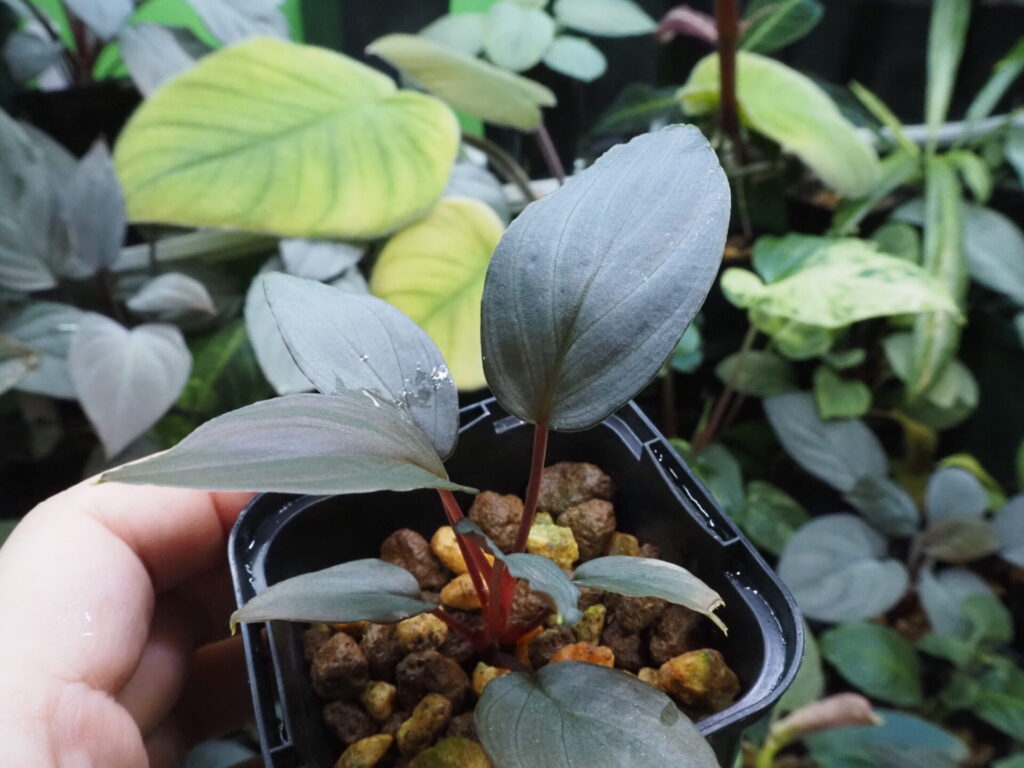 Homalomena sp. Black Platinum Kepulauan Riau - KZT PLANTS STORE