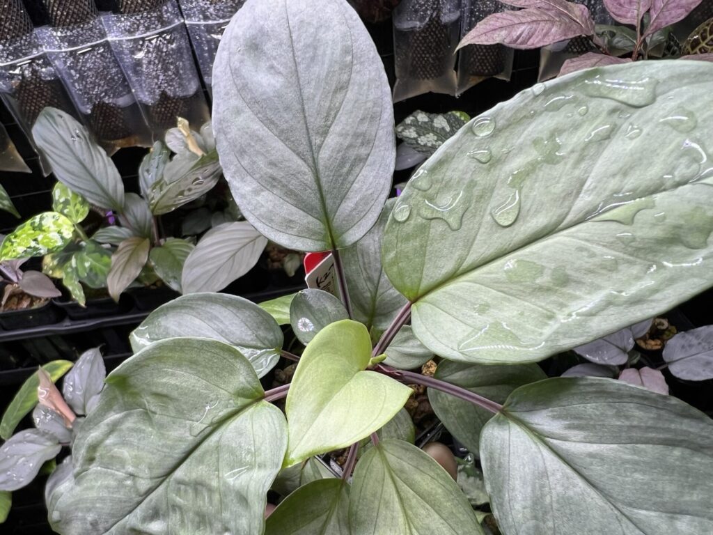 Homalomena cf. humilis Rec132 - KZT PLANTS STORE