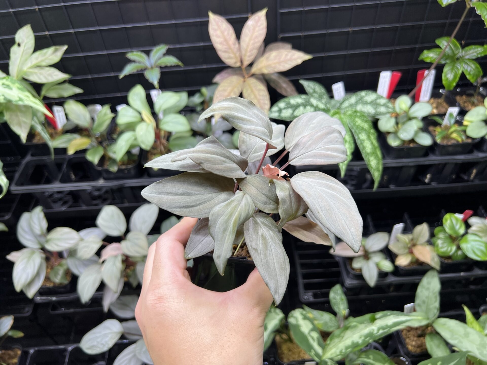 Homalomena sp. Platinum Velvet - KZT PLANTS STORE