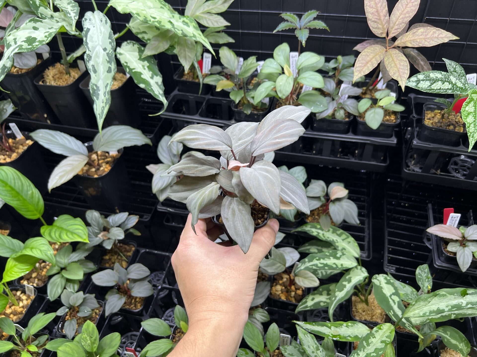 Homalomena sp. Platinum Velvet - KZT PLANTS STORE