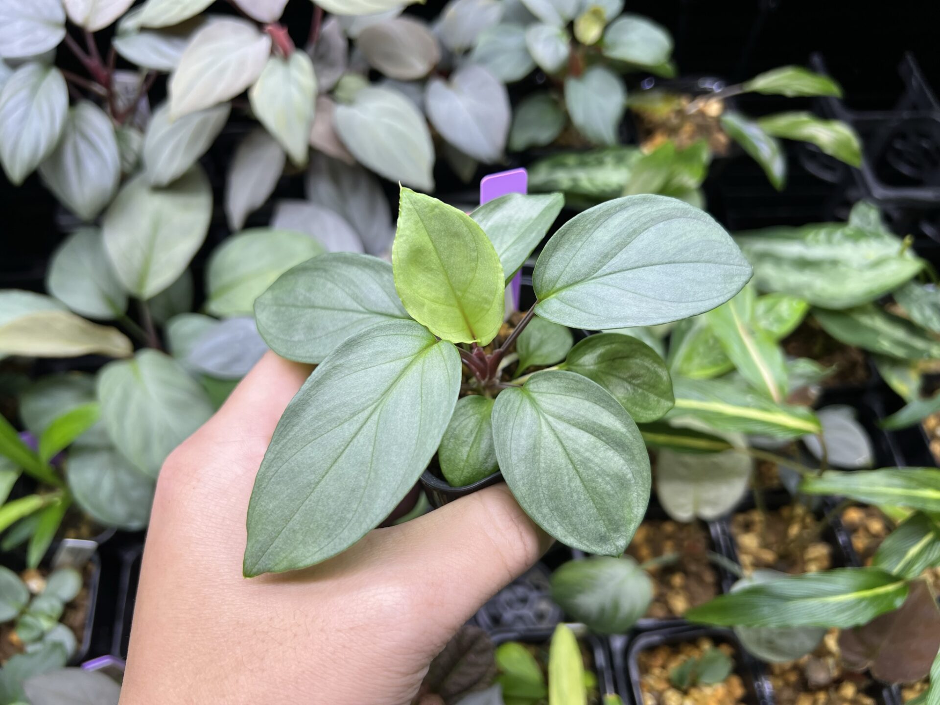 Homalomena cf. humilis Rec132 – KZT PLANTS STORE