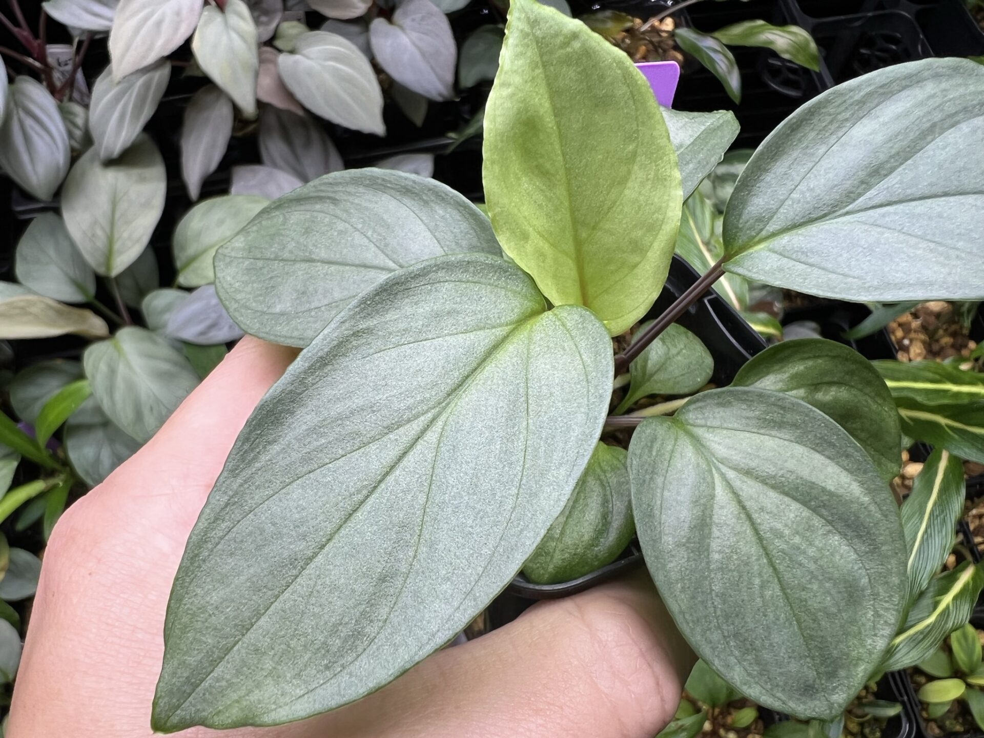 Homalomena cf. humilis Rec132 – KZT PLANTS STORE