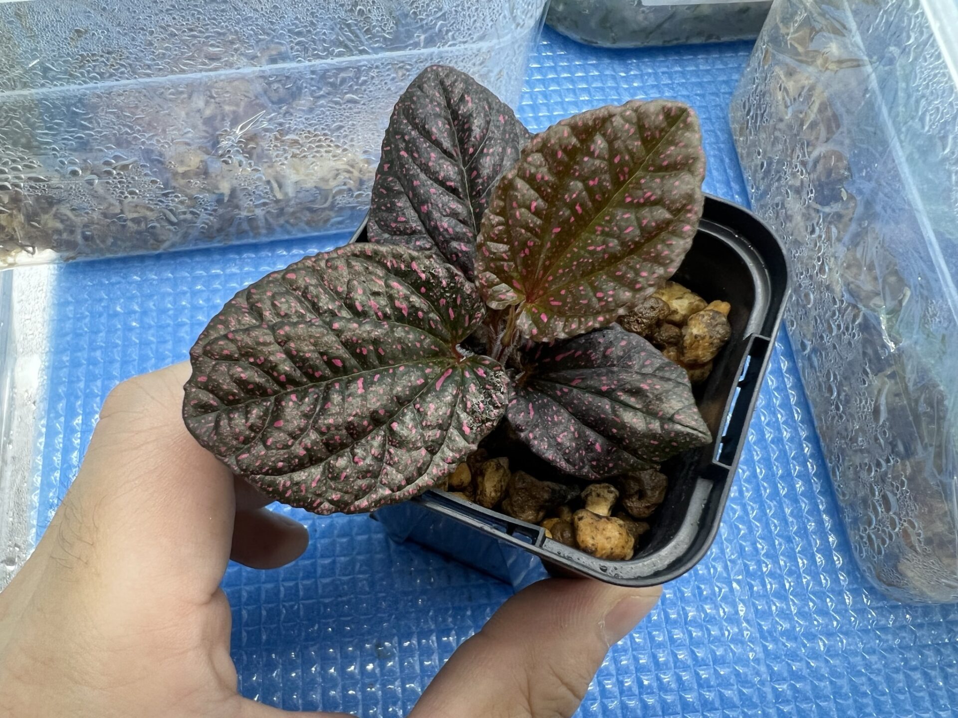 Piper sp. Papua – KZT PLANTS STORE