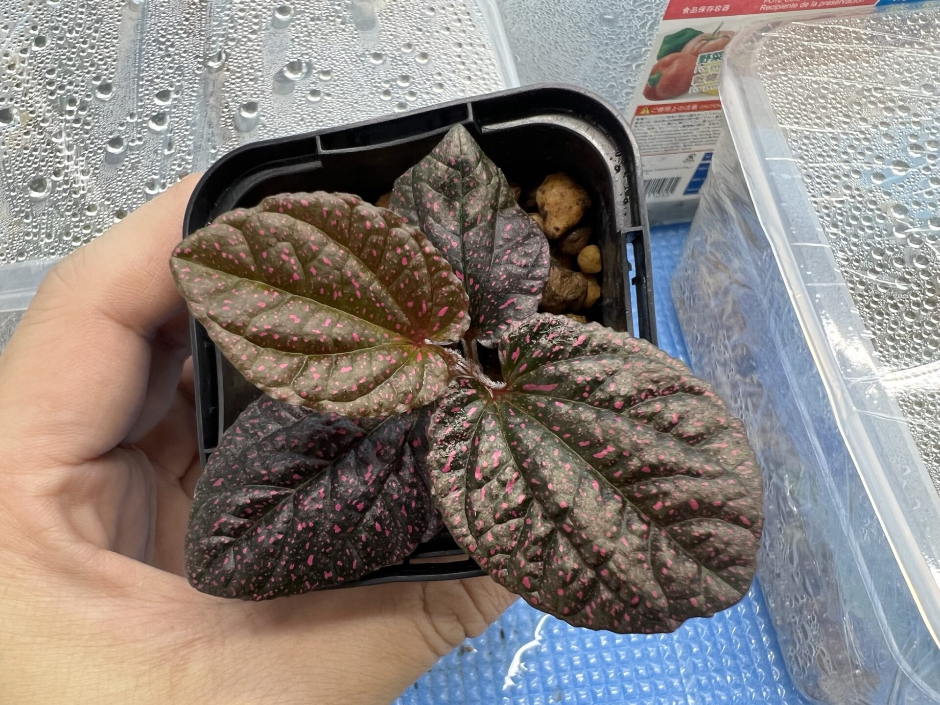 Piper sp. Papua – KZT PLANTS STORE