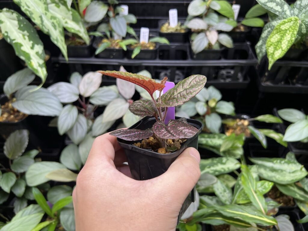 No Roots Piper sp. Papua - KZT PLANTS STORE