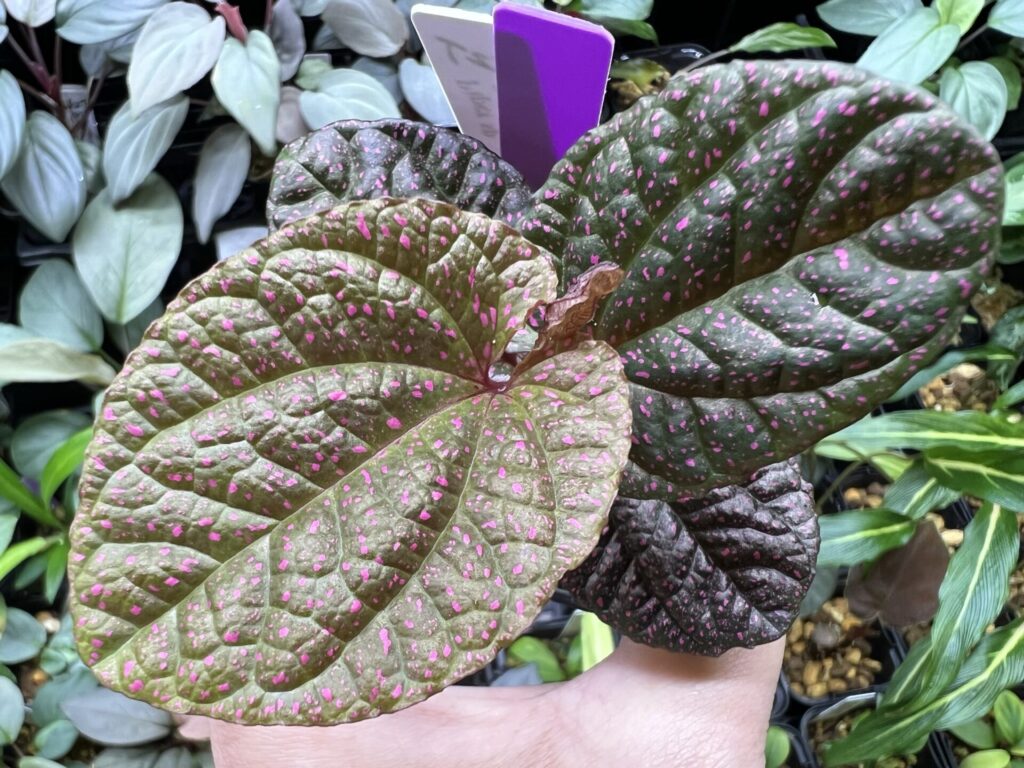 No Roots Piper sp. Papua - KZT PLANTS STORE