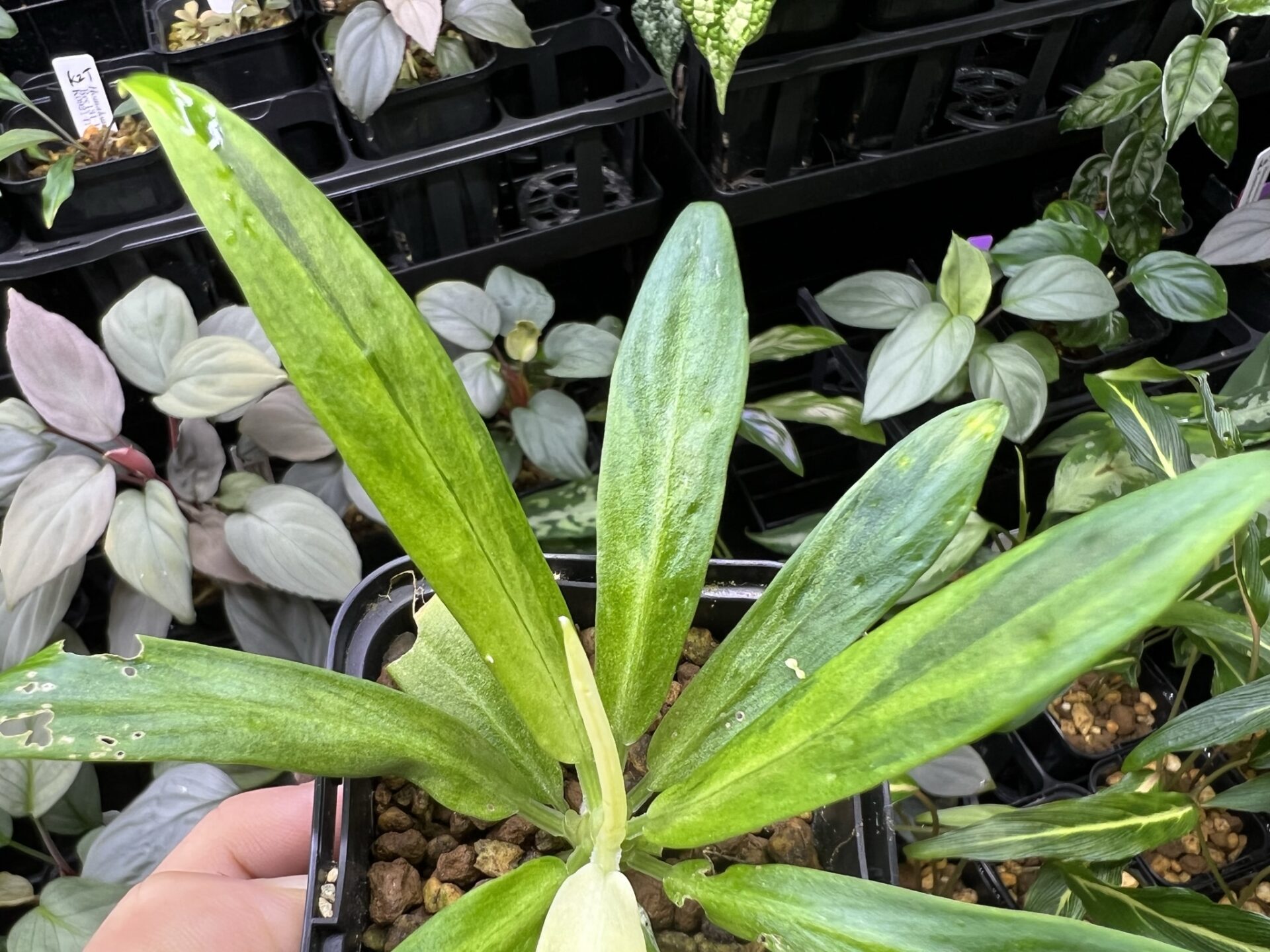 Schismatoglottis sp. “初霜錦” Murung raya Variegated - KZT PLANTS STORE