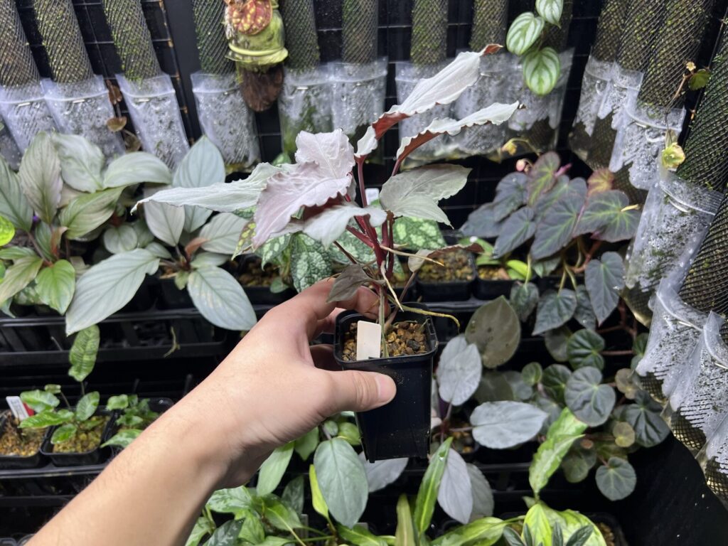 Homalomena sp. Platinum Velvet Kepulauan Riau - KZT PLANTS STORE