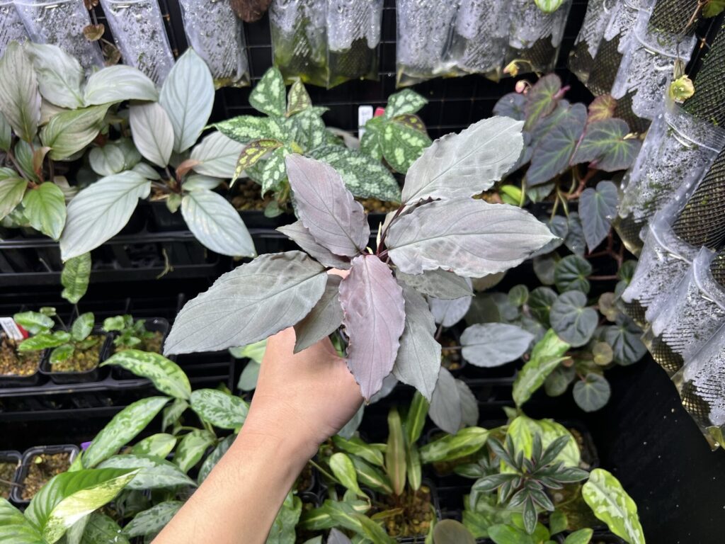 Homalomena sp. Platinum Velvet Kepulauan Riau - KZT PLANTS STORE