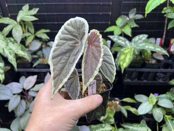 Begonia cf. baramensis - KZT PLANTS STORE