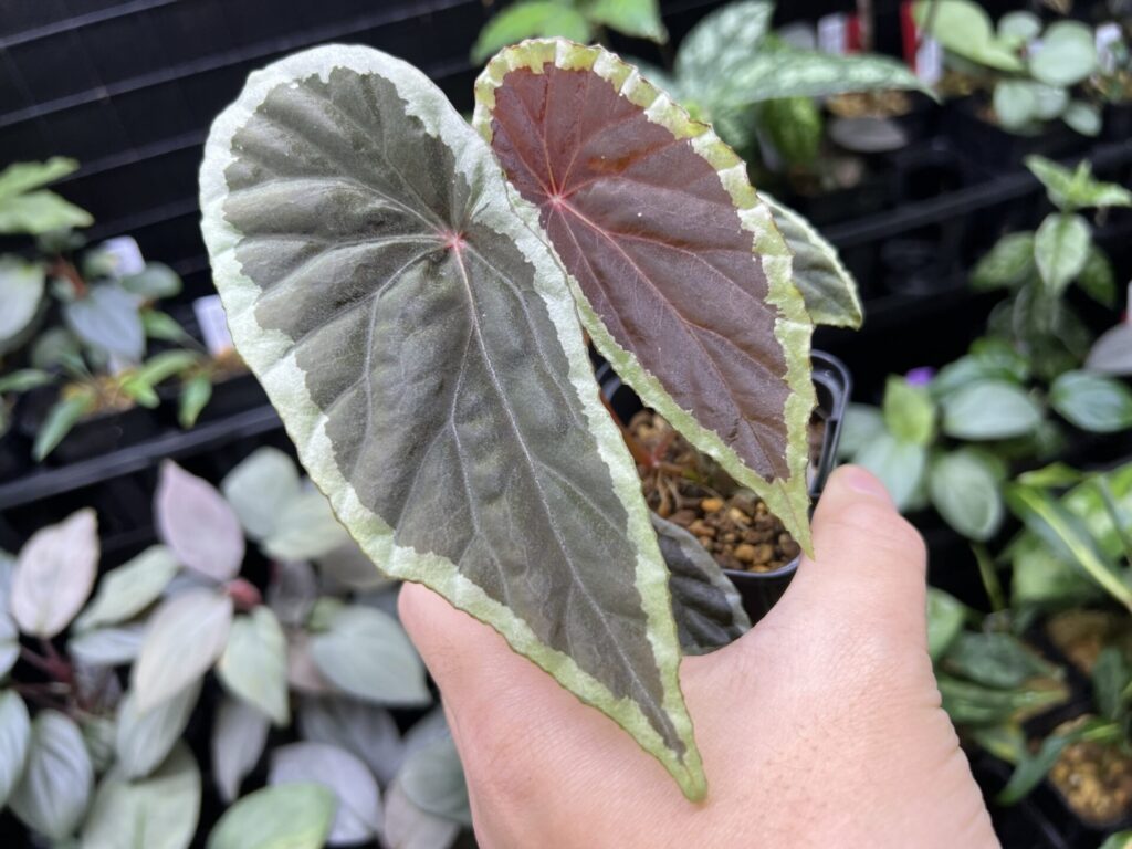 Begonia cf. baramensis - KZT PLANTS STORE