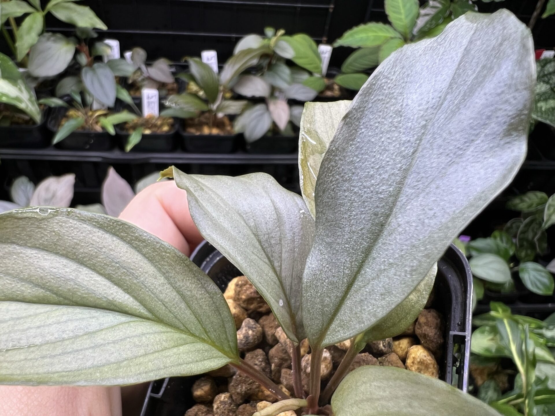 HOMALOMENA HYBRID Rec124 Silver Type – KZT PLANTS STORE