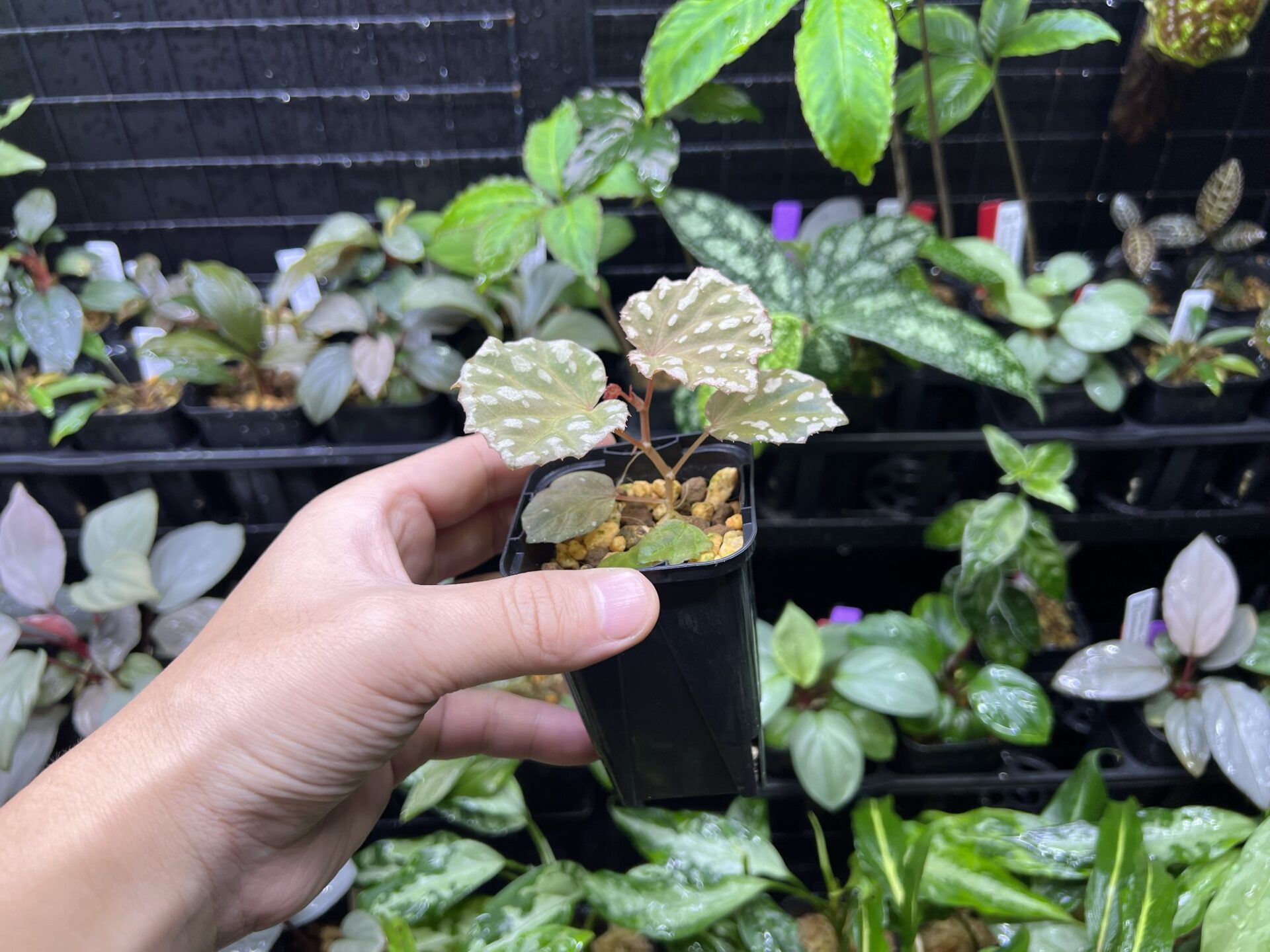 BEGONIA HYBRID “Minerva” - KZT PLANTS STORE