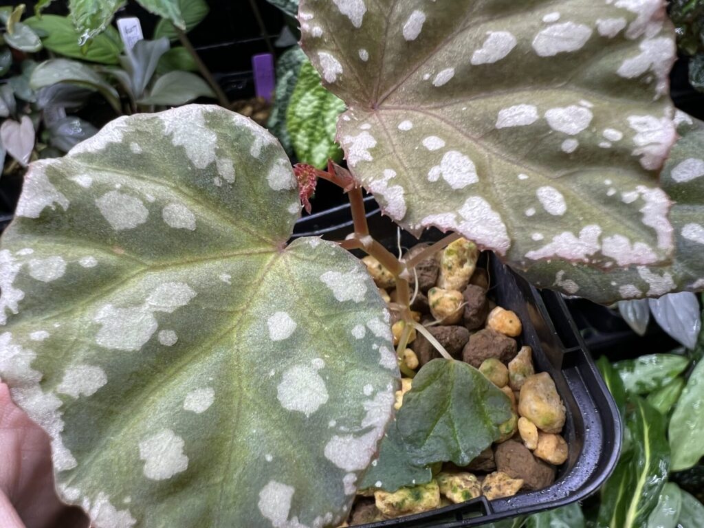 BEGONIA HYBRID “Minerva” – KZT PLANTS STORE
