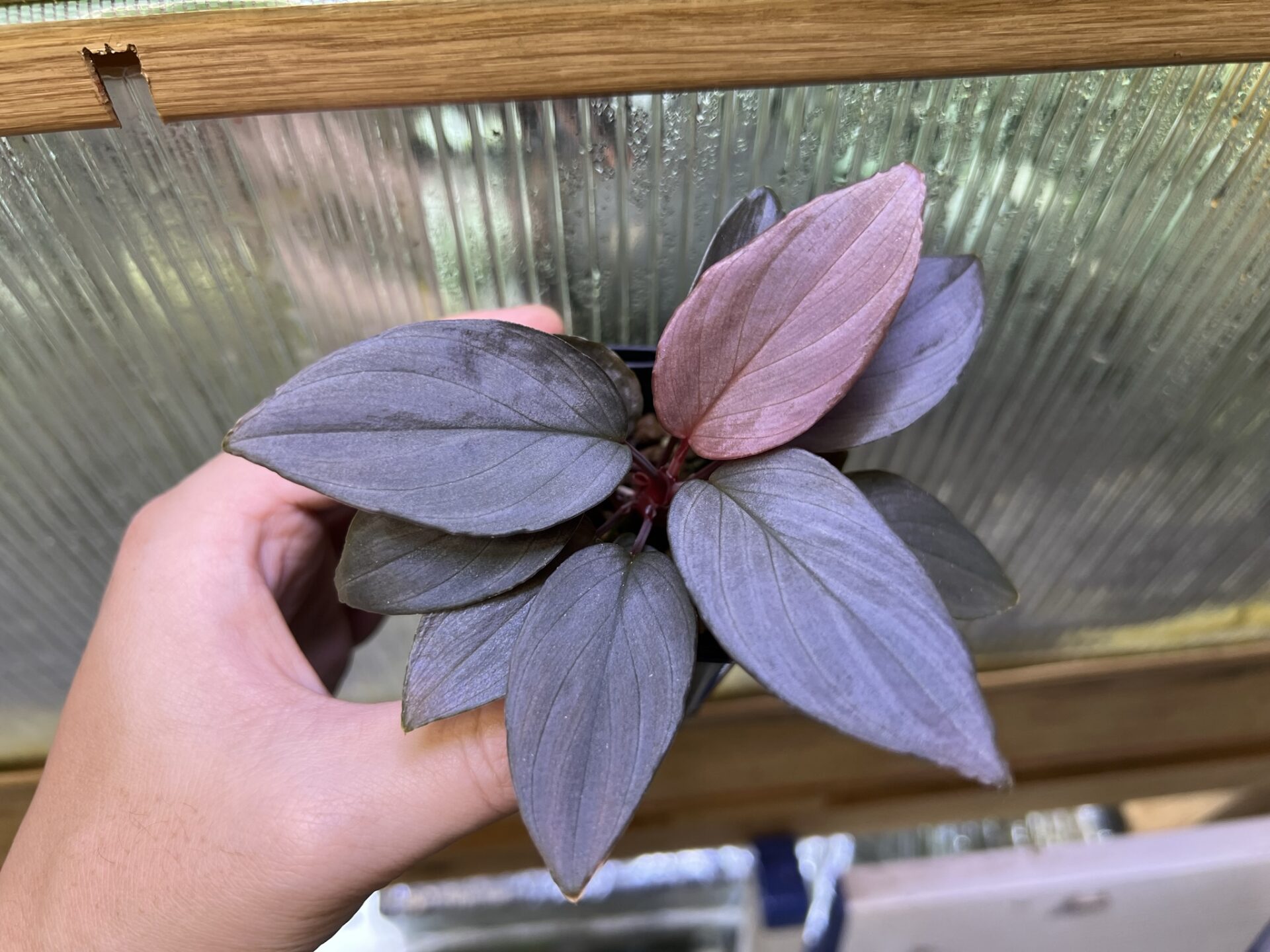 Homalomena sp. Black Platinum Kepulauan Riau - KZT PLANTS STORE