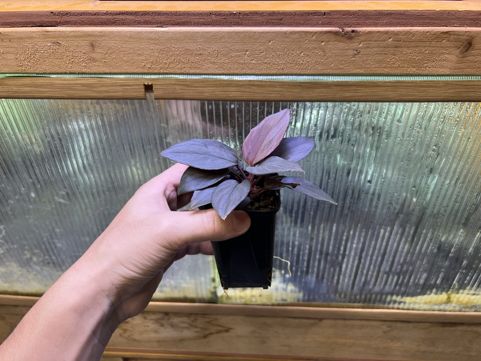 Homalomena sp. Black Platinum Kepulauan Riau - KZT PLANTS STORE