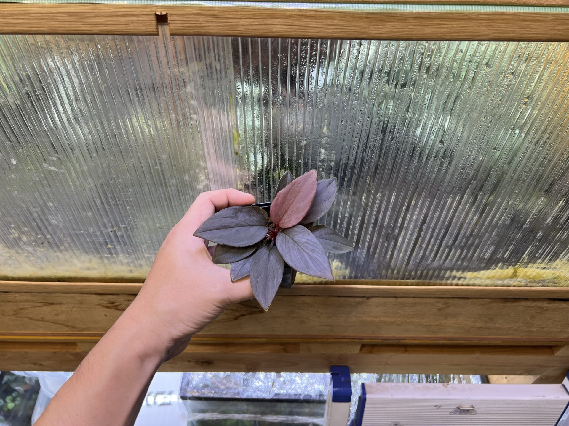 Homalomena sp. Black Platinum Kepulauan Riau - KZT PLANTS STORE