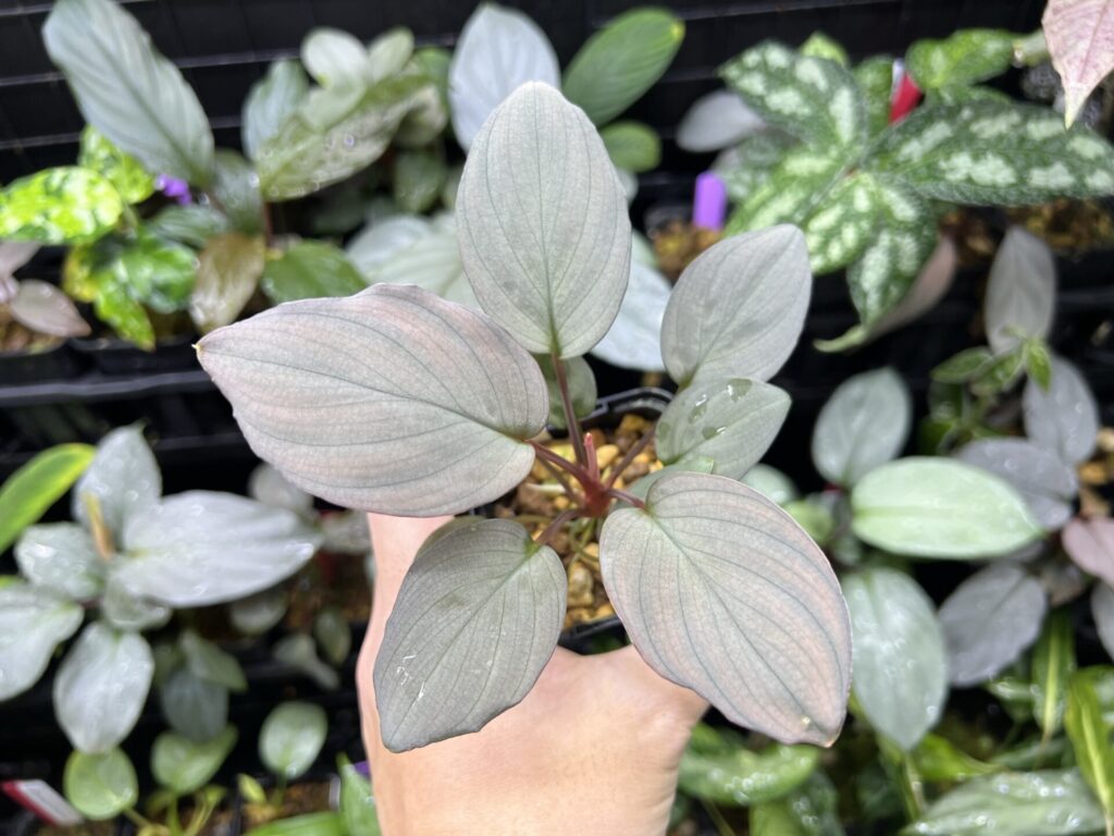 Homalomena cf. humilis Kepulauan Riau F1 Rec79 - KZT PLANTS STORE