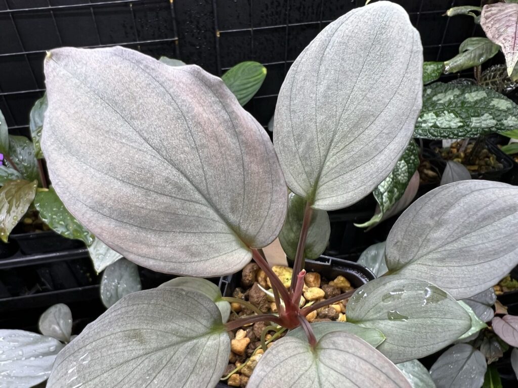 Homalomena cf. humilis Kepulauan Riau F1 Rec79 - KZT PLANTS STORE