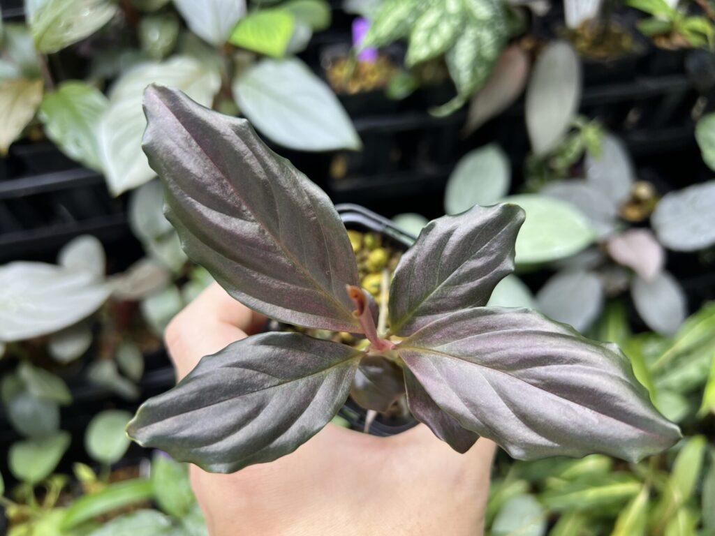 Rhodospatha sp. Red metallic - KZT PLANTS STORE