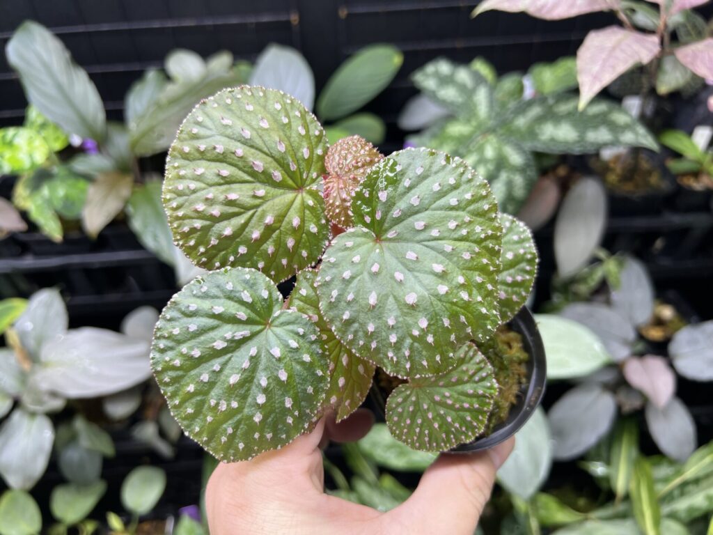 Begonia ocellata Pink spots on round leaves - KZT PLANTS STORE