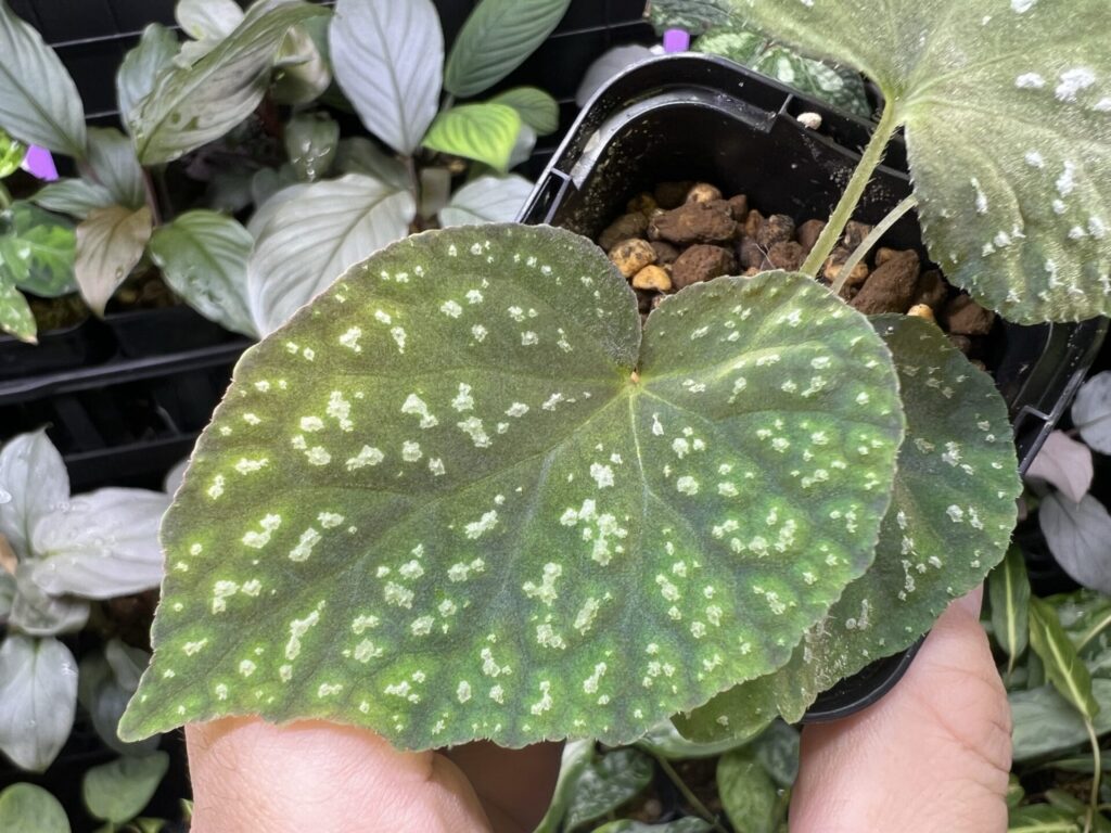 Begonia sp. West Java Blue gradation - KZT PLANTS STORE