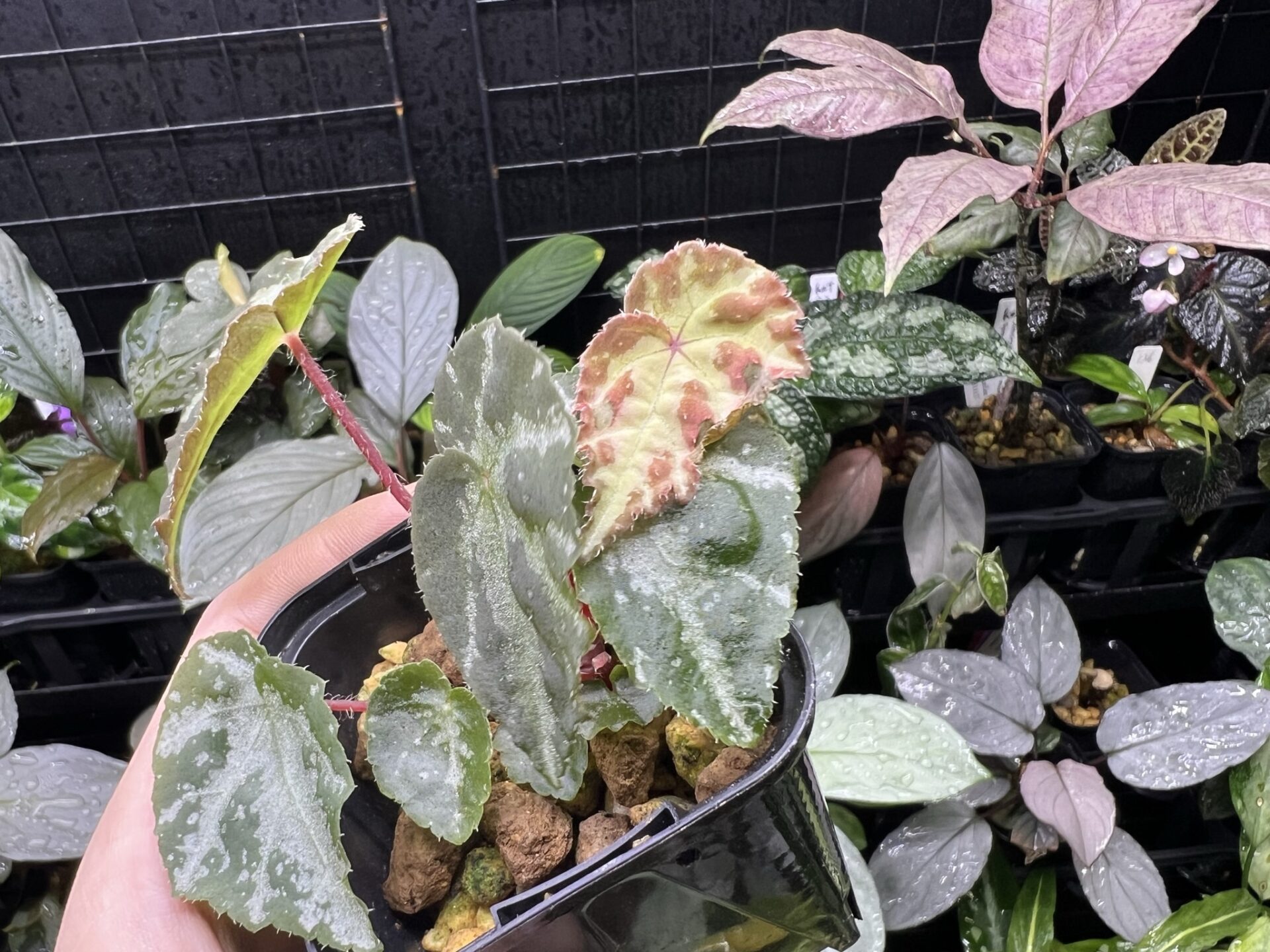 Begonia sp. Lang Son - KZT PLANTS STORE