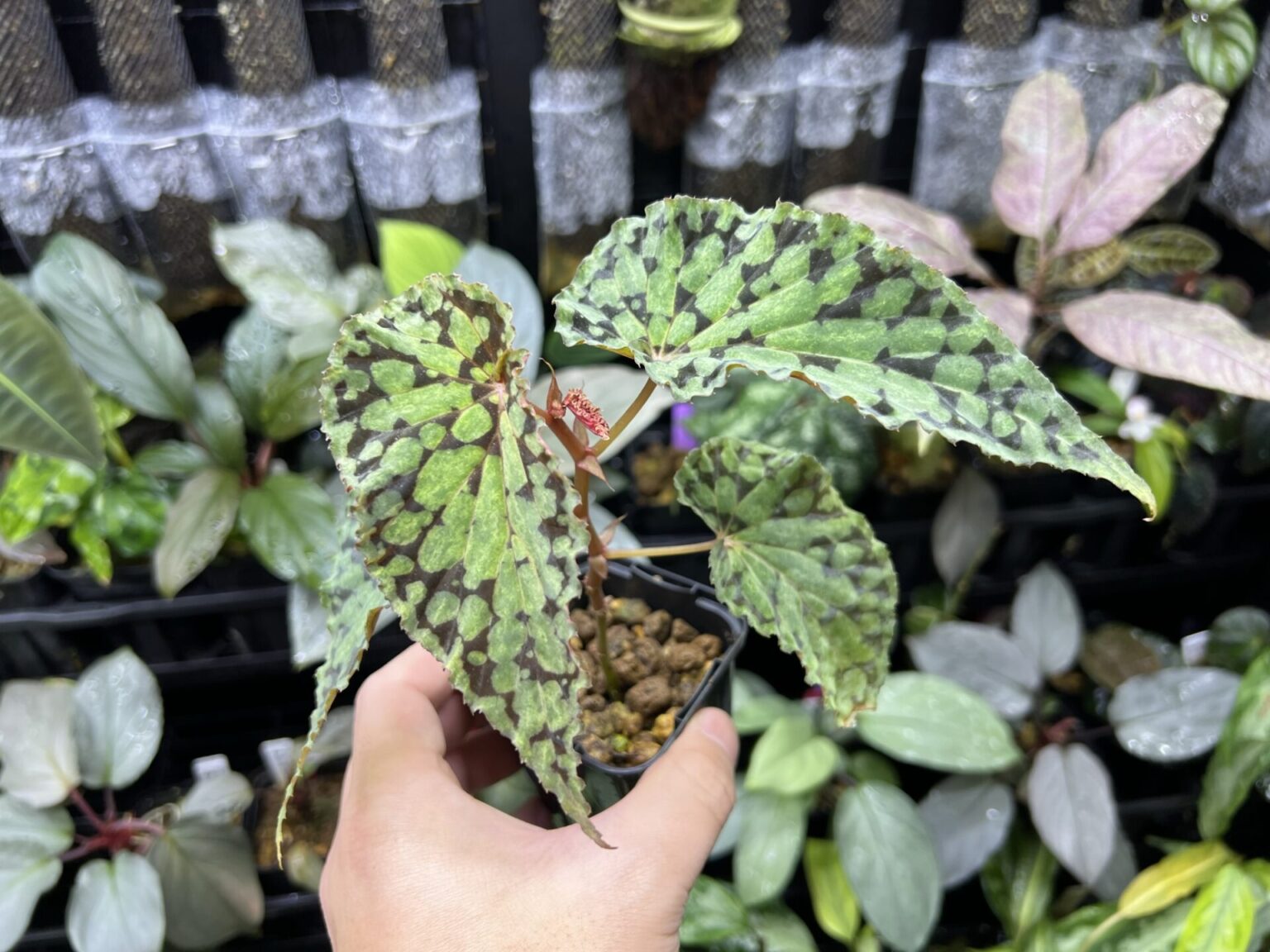 Begonia chlorosticta Gold dust Variegated - KZT PLANTS STORE