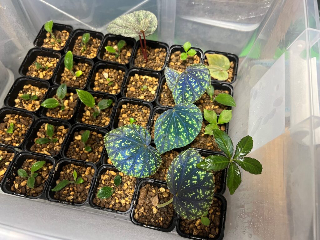 Begonia sp. West Java Blue gradation - KZT PLANTS STORE