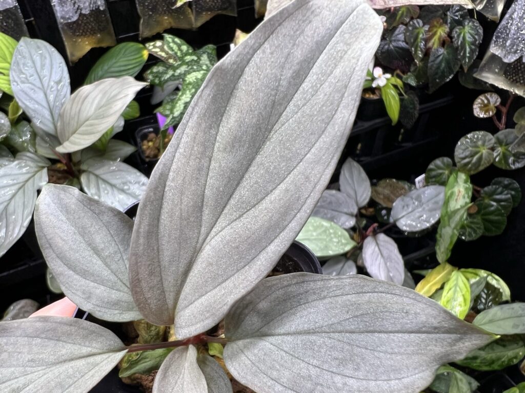 HOMALOMENA HYBRID F1 Rec145 - KZT PLANTS STORE