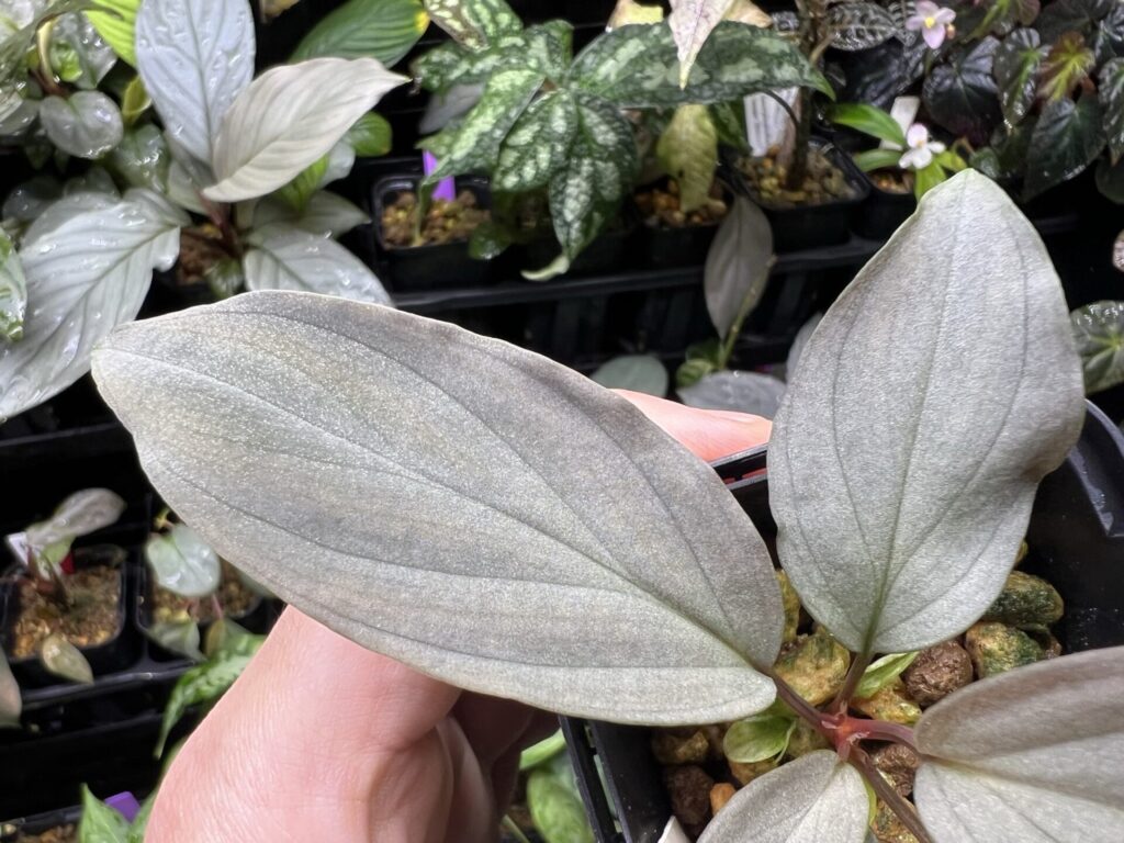 HOMALOMENA HYBRID F1 Rec145 - KZT PLANTS STORE