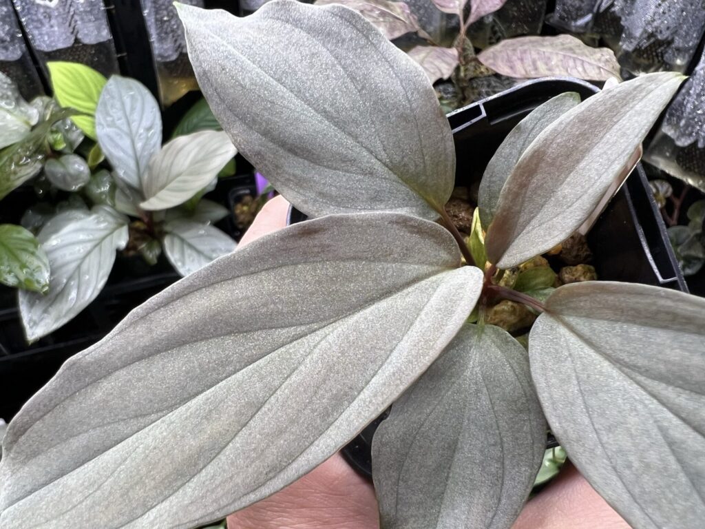 HOMALOMENA HYBRID F1 Rec145 - KZT PLANTS STORE