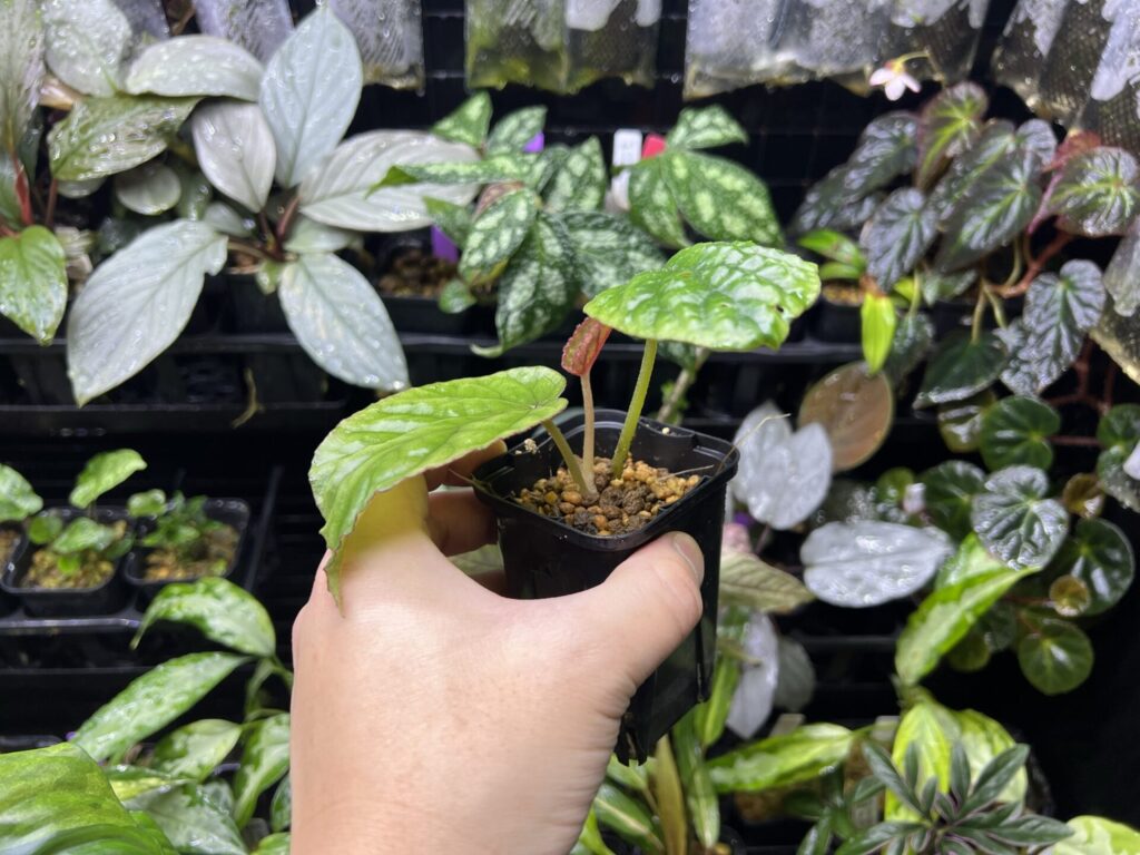 Begonia sp. Cao Bang Metallic blue - KZT PLANTS STORE