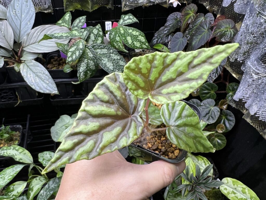 Begonia Variabilis Nopphitam Kzt Plants Store 5778
