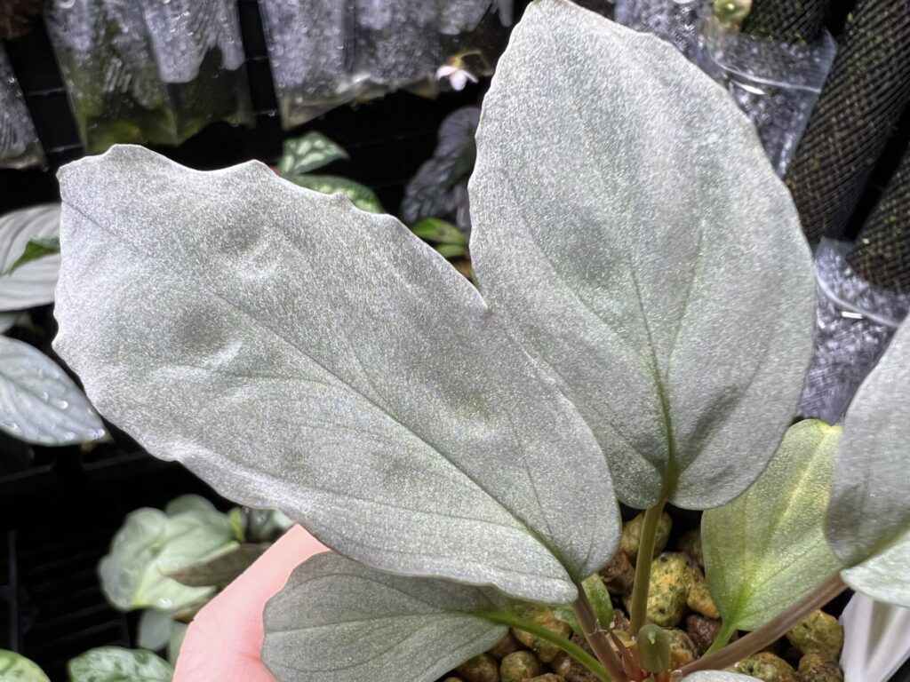 HOMALOMENA HYBRID F1 Rec145 - KZT PLANTS STORE