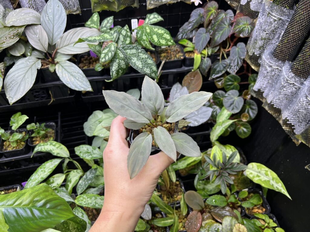 HOMALOMENA HYBRID F1 Rec145 - KZT PLANTS STORE