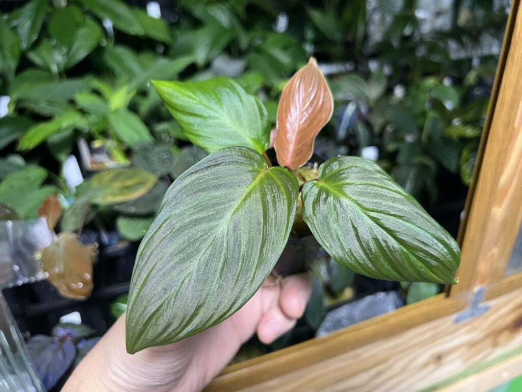 HOMALOMENA HYBRID F1 Rec148 - KZT PLANTS STORE
